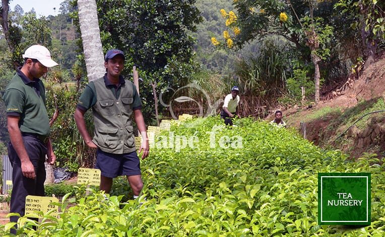 Media Gallery | Images and Videos of Halpe Tea Sri Lanka