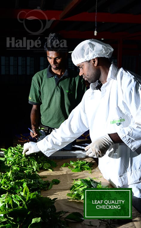 Media Gallery | Images and Videos of Halpe Tea Sri Lanka