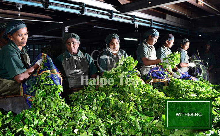 Media Gallery | Images and Videos of Halpe Tea Sri Lanka
