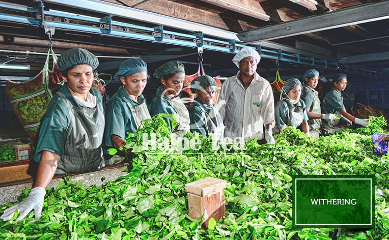 Media Gallery | Images and Videos of Halpe Tea Sri Lanka
