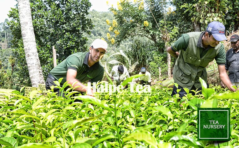 Media Gallery | Images and Videos of Halpe Tea Sri Lanka