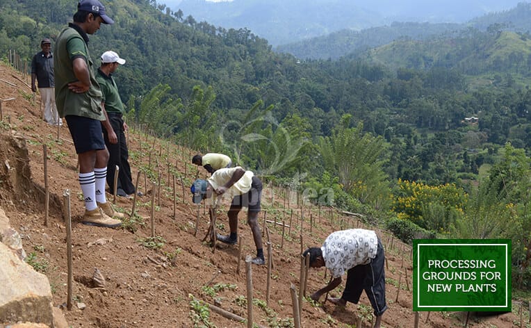 Media Gallery | Images and Videos of Halpe Tea Sri Lanka