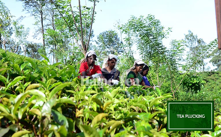 Media Gallery | Images and Videos of Halpe Tea Sri Lanka