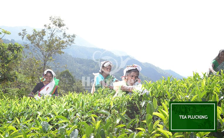 Media Gallery | Images and Videos of Halpe Tea Sri Lanka