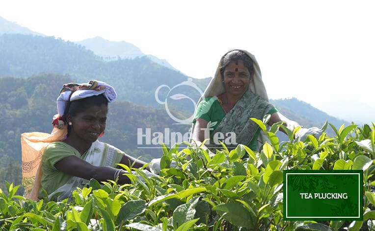 Media Gallery | Images and Videos of Halpe Tea Sri Lanka