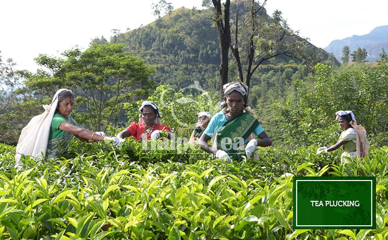 Media Gallery | Images and Videos of Halpe Tea Sri Lanka