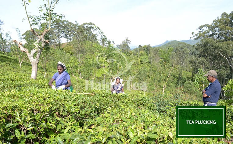 Media Gallery | Images and Videos of Halpe Tea Sri Lanka