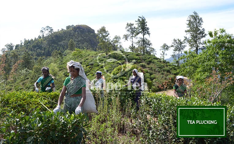 Media Gallery | Images and Videos of Halpe Tea Sri Lanka