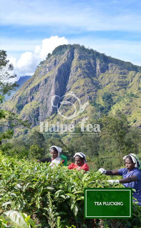 Media Gallery | Images and Videos of Halpe Tea Sri Lanka