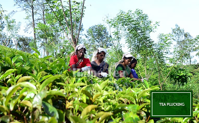Media Gallery | Images and Videos of Halpe Tea Sri Lanka