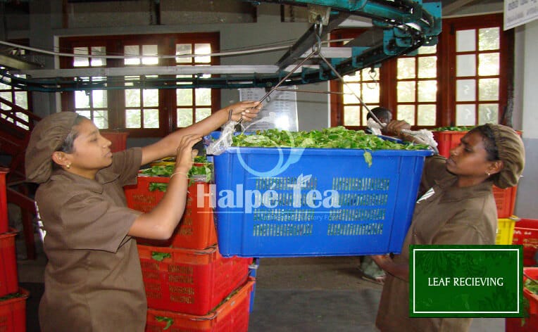 Media Gallery | Images and Videos of Halpe Tea Sri Lanka