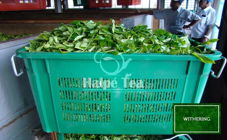Media Gallery | Images and Videos of Halpe Tea Sri Lanka