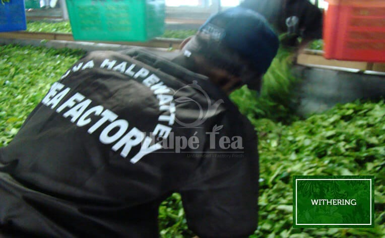 Media Gallery | Images and Videos of Halpe Tea Sri Lanka