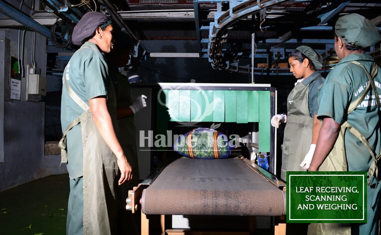 Media Gallery | Images and Videos of Halpe Tea Sri Lanka