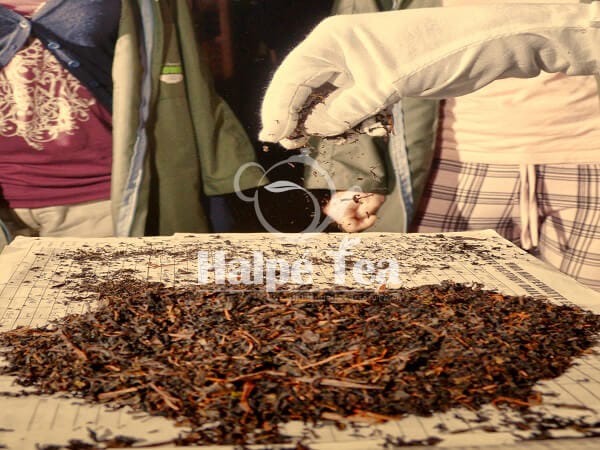 Media Gallery | Images and Videos of Halpe Tea Sri Lanka