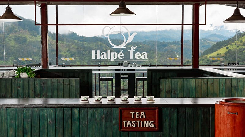 Halpe Tea | Regions of Tea Cultivation